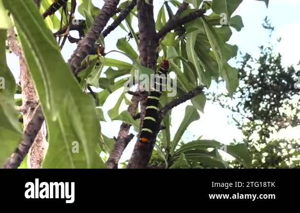Earthworm eating a leaf, caterpillar of black and yellow stripes ...