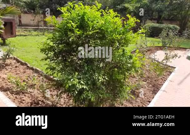 White flowers murraya paniculata Stock Videos & Footage - HD and 4K ...