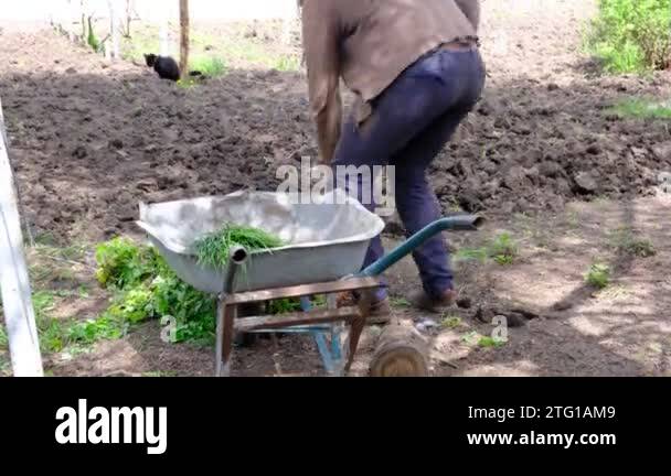 Man works the land. Digging the earth with a pitchfork. Fertilization ...