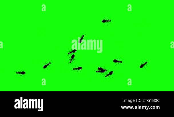 Black Ants. Swarm ants quickly crawls across green screen. Invasion of ...