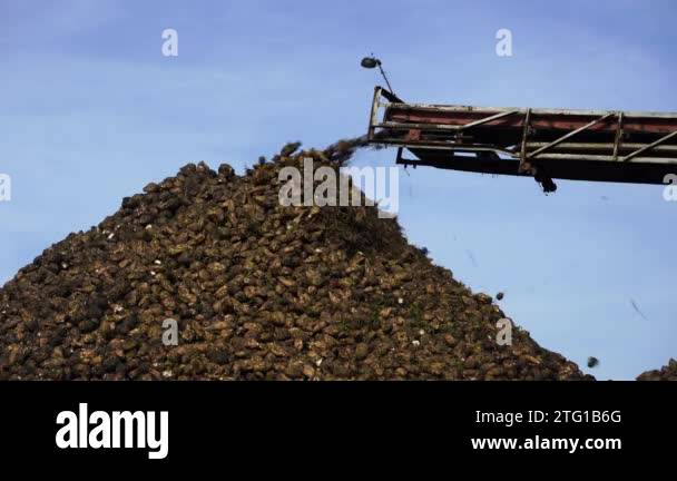 Crane conveyor of combine harvester unloading sugar beet. Harvesting ...