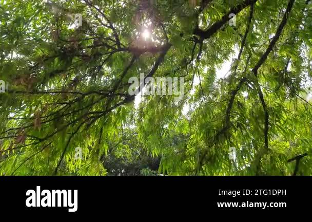 Polyalthia longifolia Tree flowers. It's tree other names Ashoka ...