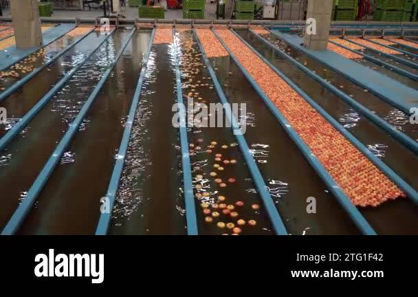 Apple Pre-Sorting Lines With Flow Of Apples Through Apple Flumes. Fruit ...
