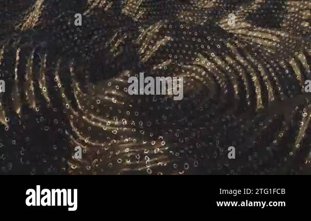 Liquid ripple backdrop. Undulating surface with ripples and folds. 4K ...