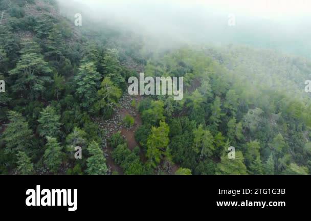 Misty fog blowing over pine tree forest, Rainy weather in mountains ...