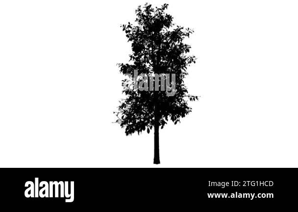 Sourwood Sorrel Tree Silhouette of Animated Tree is Swaying at the Wind ...