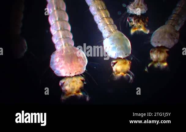 Mosquito, Larvae and Pupae in polluted water. Culex pipiens (the common ...