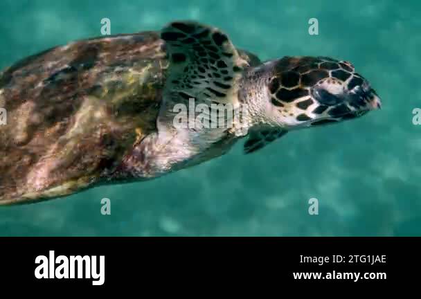 Hawksbill sea turtle swimming on camera in blue ocean. Underwater video ...