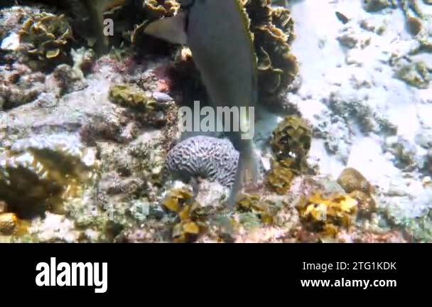 Gold spotted rabbitfish Stock Videos & Footage - HD and 4K Video Clips ...