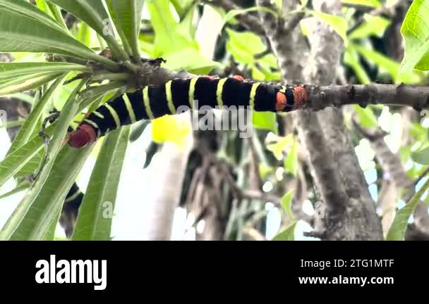 Earthworm eating a leaf, caterpillar of black and yellow stripes ...