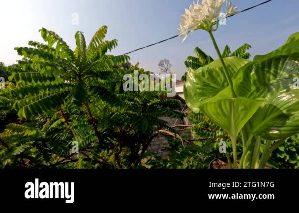 The august lily flower plant or Hosta plantaginea has thin straight ...