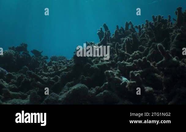 Reef damaged by coral bleaching. Climate change, ocean acidification ...