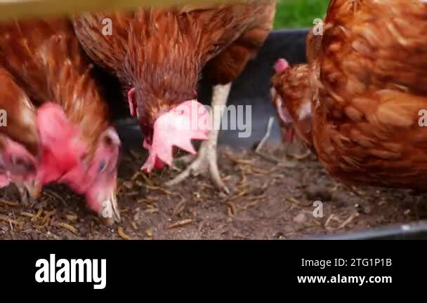 Farm chicken eating worm Stock Videos & Footage - HD and 4K Video Clips ...