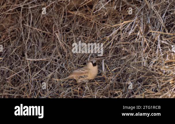 Sociable Weaver, or Philetairus socius, building a large compound ...