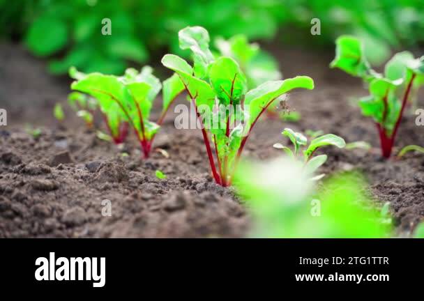 Young sprouts of red beets grow in the soil on a garden bed close-up on ...