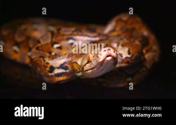 Reticulated Python Malayopython reticulatus snake isolated on black ...