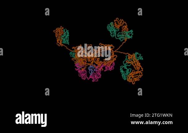 Solution Structure Of Human Secretory Iga1 Animated 3d Cartoon And Gaussian Surface Models