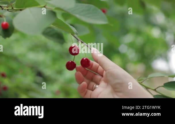 Picking berries from orchard Stock Videos & Footage - HD and 4K Video ...
