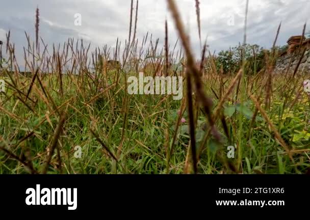 Spear grass tree Stock Videos & Footage - HD and 4K Video Clips - Alamy