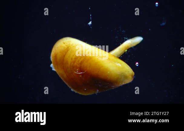 Barnacles attach Stock Videos & Footage - HD and 4K Video Clips - Alamy