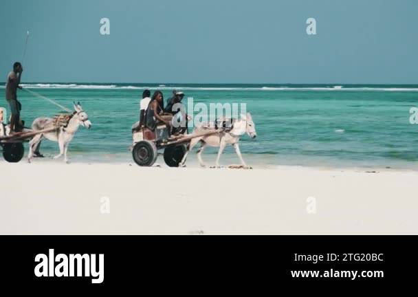 Indian donkey Stock Videos & Footage - HD and 4K Video Clips - Alamy