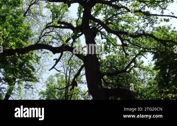 Looking up into oak tree Stock Videos & Footage - HD and 4K Video Clips ...