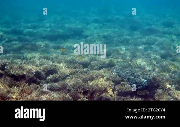 Beautifiul underwater panoramic view with tropical fish and coral reefs ...