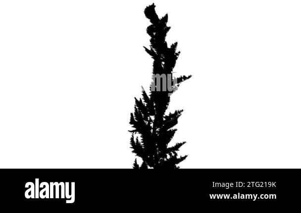 Shrub silhouette Stock Videos & Footage - HD and 4K Video Clips - Alamy