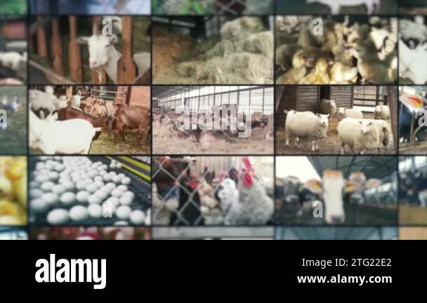 Agriculture split screen. farm animals. Livestock split screen video ...
