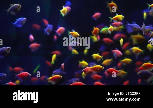 Tropical colored glofish - Gymnocorymbus ternetzi fish swimming in ...