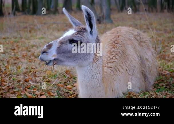 spotted llama in free range in the field. Concept: zoo, keeping llamas ...