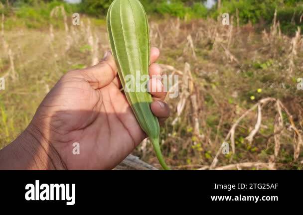 Ribbed gourd Stock Videos & Footage - HD and 4K Video Clips - Alamy Ribbed gourd Stock Videos & Footage - HD and 4K Video Clips - Alamy