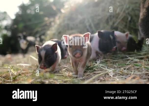 Traditional breed of the domestic pig Stock Videos & Footage - HD and ...
