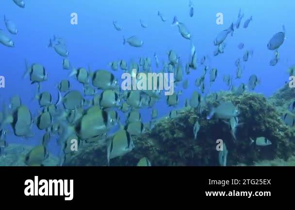 Scuba diving with school of fish Stock Videos & Footage - HD and 4K ...