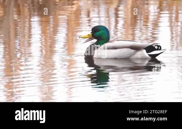 Is dabbling duck which breeds throughout the temperate subtropical americas Stock Videos ...