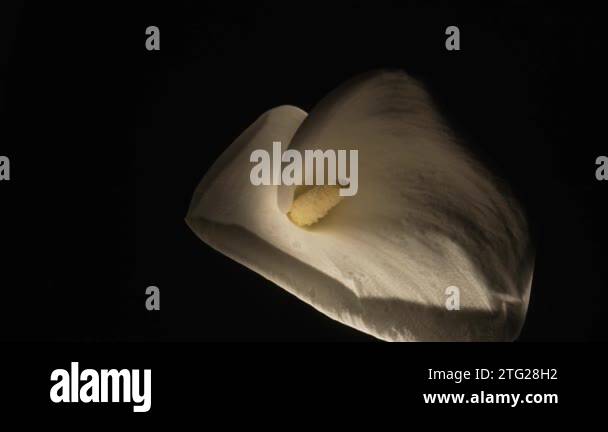 Curled up flower Stock Videos & Footage - HD and 4K Video Clips - Alamy