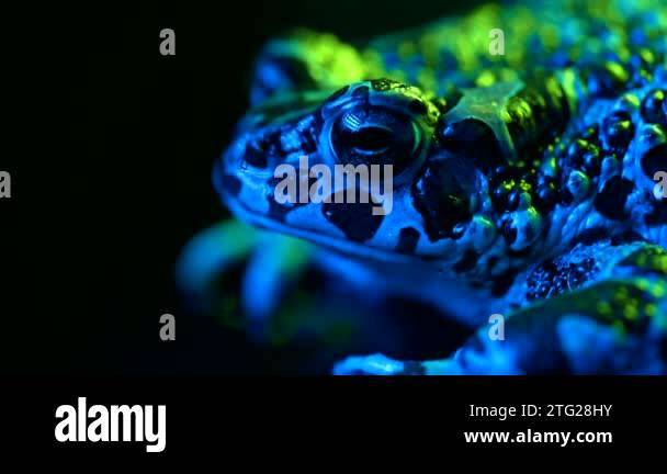 Beautiful ground toad close-up night shot under neon colorful light ...