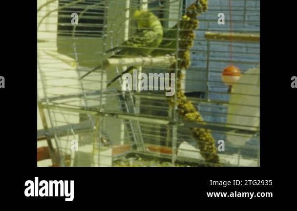 Paris, France june 1959: Parrots in a cage in 50s Stock Video Footage ...