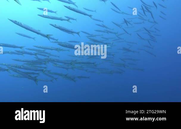 Underwater scene - Big school of barracuda fish - Scuba diving in ...