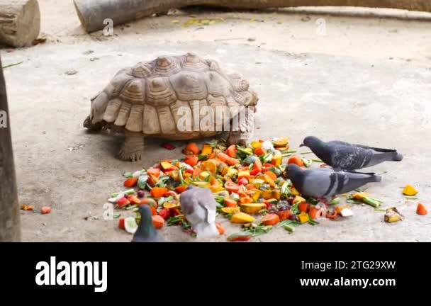 Zoo lunch Stock Videos & Footage - HD and 4K Video Clips - Alamy
