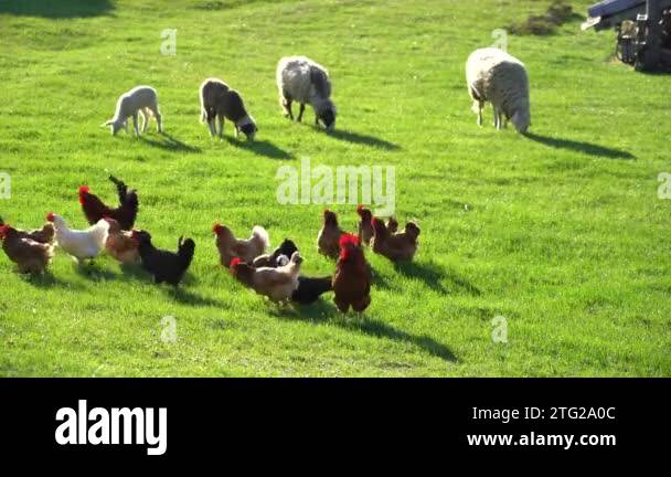 Sheep chickens Stock Videos & Footage - HD and 4K Video Clips - Alamy