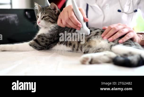 Veterinarian performs ultrasound scan of abdomen of domestic cat ...