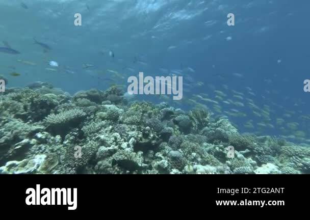 Massive shool of multicolored tropical fishes stand over coral reef ...