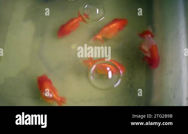 Gold fish bowl top view Stock Videos & Footage - HD and 4K Video Clips ...