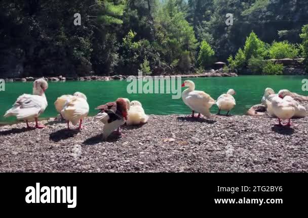 Birdwatching scene in forest Stock Videos & Footage - HD and 4K Video ...