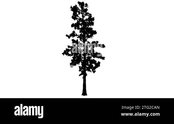 Pine needle silhouette Stock Videos & Footage - HD and 4K Video Clips ...