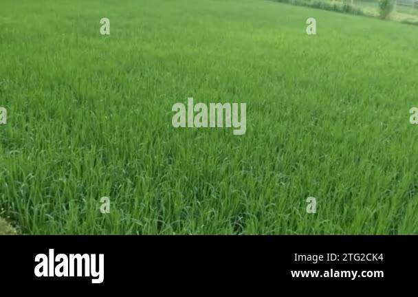 Young rice plants with fresh green leaves, in the morning with cold air ...