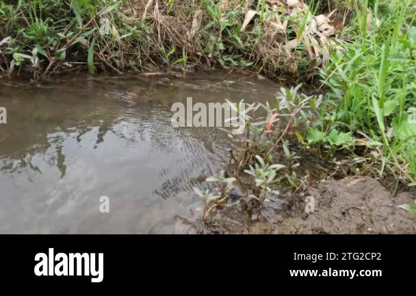 The water channel that divides the agricultural area, the water is ...