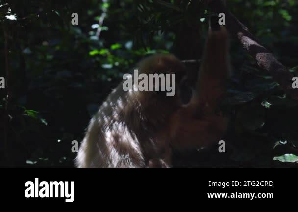 Cute monkey relaxing in shade of trees, hiding in forest in hot day ...