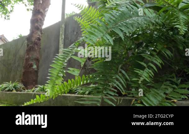 Fern plant with green leaves, petiole sticking out looking for sunlight ...